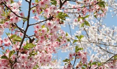 عکس طبیعت شکوفه بهاری
