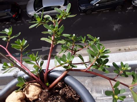 Identifying Grasses As Annuals Or Perennials From A Photo Is It