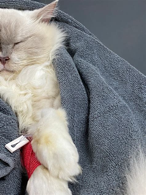 Short And Long Distance Cell Signaling By Britney Atoms To