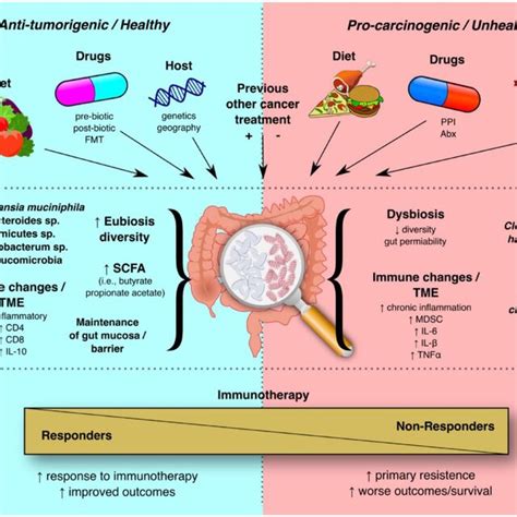 Modulation Of The Gut Microbiome The Gut Microbiome Can Be Modulated Download Scientific