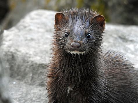 Smokies Live Wondering Where The Weasels Are