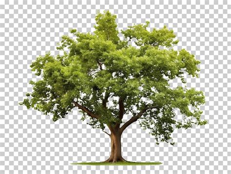 투명한 배경에 고립 된 나무 Png Psd 프리미엄 Psd 파일