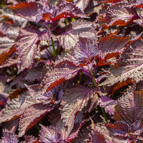Red Shiso Leaves