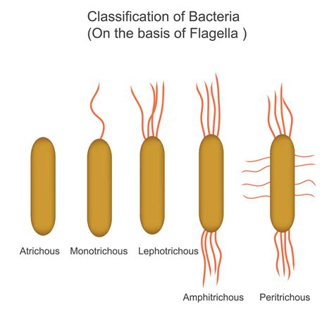 Classification Of Bacteria On The Basis Of Flagella Atrichous Monotrichous Lophotrichous