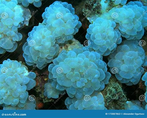 石珊瑚 库存图片 图片 包括有 本质 海洋 水下 敌意 海运 世界 苏拉威西 珊瑚 印度尼西亚 173087863