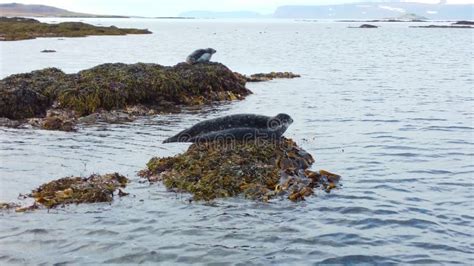 Sea Lions On The Ocean Coast Beautiful Marine Mammals In Natural