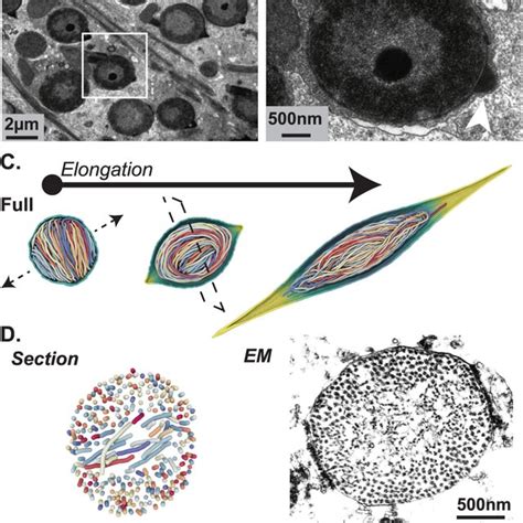 Cellular Polarization Precedes Chromatin Orientation A B Round Download Scientific Diagram