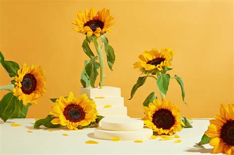 꽃잎이 흩뿌려진 흰색 테이블 위에 가지런히 배열된 다양한 해바라기를 배경으로 노란색 배경 중앙에 전시를 위한 빈 연단 앞 View 사진 및 복사 공간 0명에 대한 스톡 사진