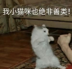 我小猫咪也绝非善类 猫猫表情包 霸气猫咪站立对峙配文我小猫咪也绝非善类表情包图片gif动图 求表情网 斗图从此不求人