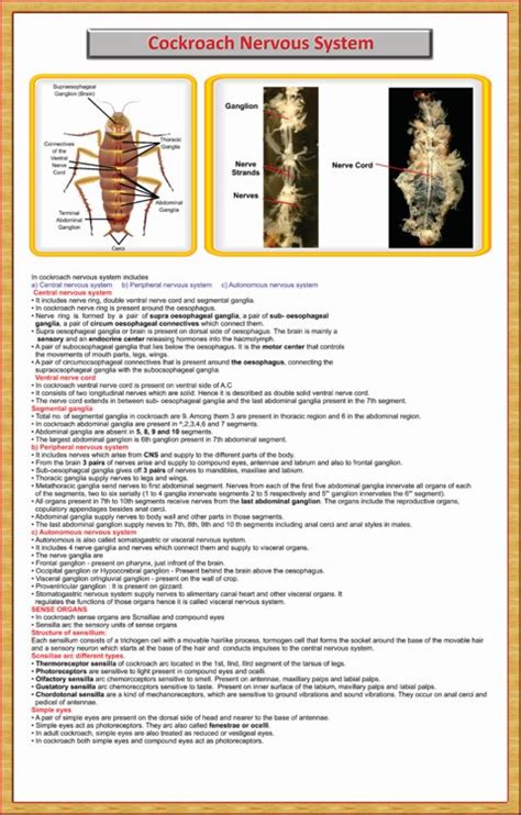 Cockroach Nervous System Iqbal Scientific Store