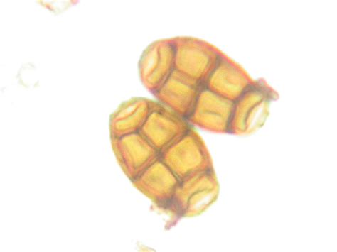 An Introduction To Aerobiology