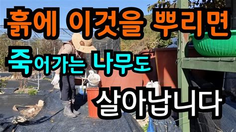 흙에 이것을 뿌리면 죽어가는 나무도 살아납니다 토양살리기 미생물배양영양제식물정원 퇴비친환경무농약무경운농법텃밭채소블루베리자연건강농사 시골브이로그