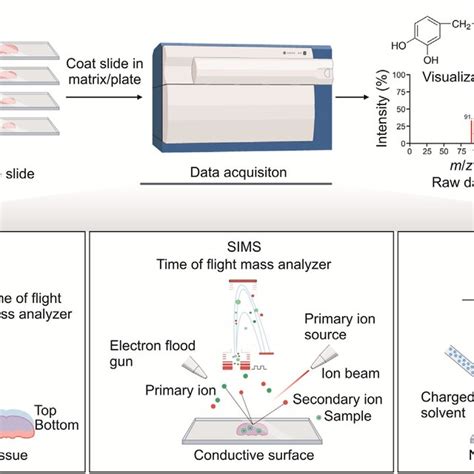 The Diagram Of Mass Spectrometry Imaging Msi Technique A General Download Scientific