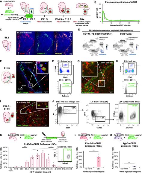 Lineage Tracing Hematopoietic Stem Cell Origins In Vivo To Efficiently
