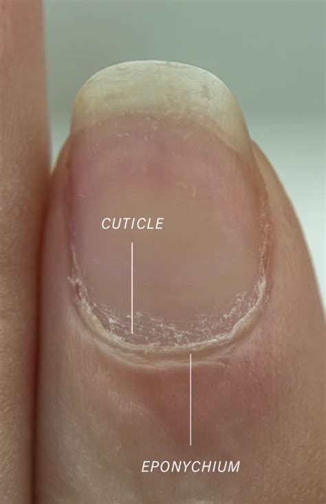 Cuticle Biology Simple