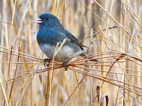 Dark Eyed Junco Balancing On Long Grass And Eating Seeds R