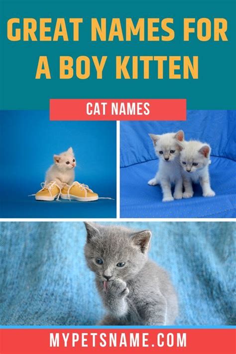 Tabby Cat Names 118 Names For Felines With Gorgeous Patterns Artofit