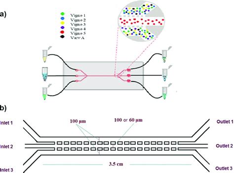 A Schematic View Of The Chip For Target Separation B Microfluidic Download Scientific