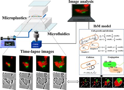 In Situ And Individual Based Analysis Of The Influence Of Polystyrene Microplastics On