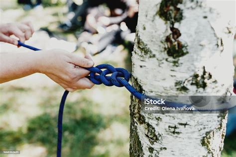 여자 손은 자작 나무에 묶인 강한 파란색 밧줄을 당깁니다 짚라인 설치 나무에 대한 스톡 사진 및 기타 이미지 나무 묶인 밧줄 Istock
