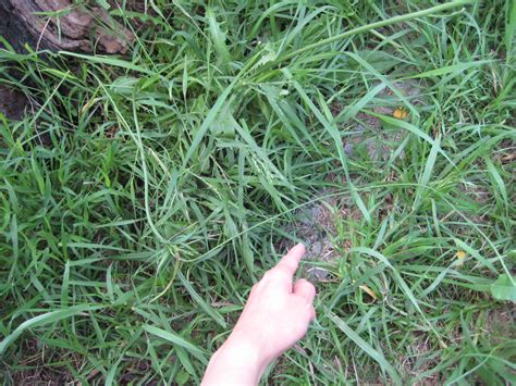 Forum Fertiliser For Pear Peach Plum Trees