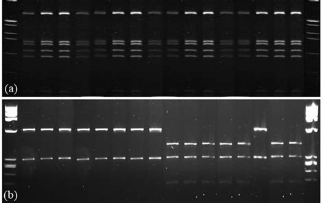 Restriction Profiles Obtained From The Enzyme Digestions Of Nested Pcr
