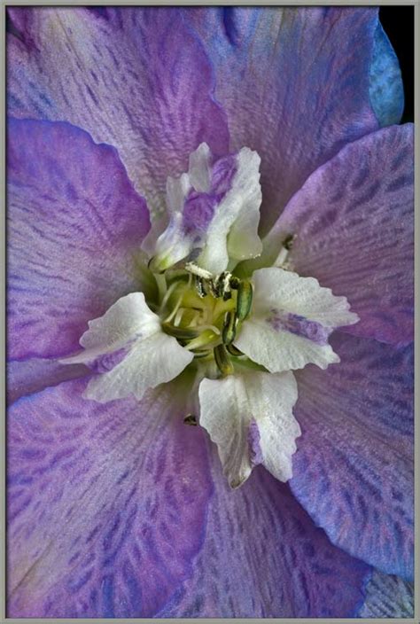 A Close Up View Of The Hybrid Delphinium Guardian Blue