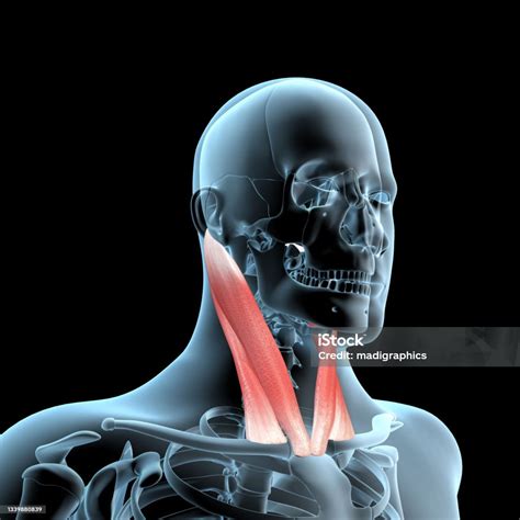 엑스레이 바디에 흉골호르몬토이드 근육 해부학 위치의 3d 그림 흉쇄유돌근에 대한 스톡 사진 및 기타 이미지 흉쇄유돌근 근육 컷아웃 Istock