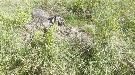 Rockstones Object Detection Dataset V6 2024 05 21 444pm By Ai