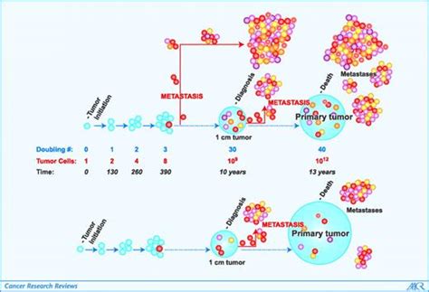 Clonal Selection Of Metastasis Within The Life History Of A Tumor Cancer Research American