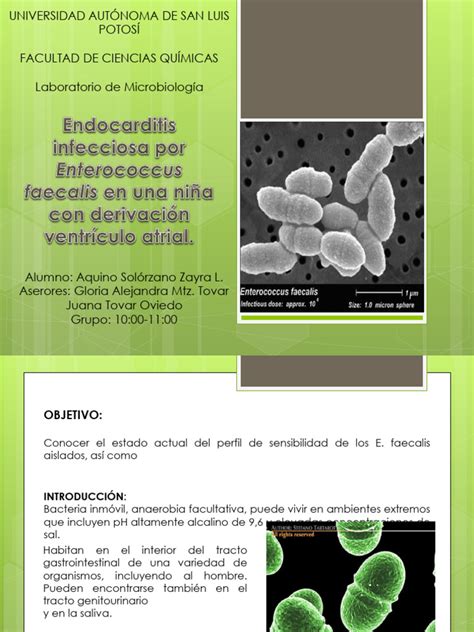 Enterococcus Faecalis Zayra Pdf Microbiología Biología