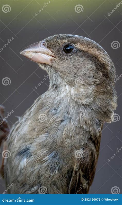 A Bird That Is Looking At The Camera From Low Vantage Stock Image