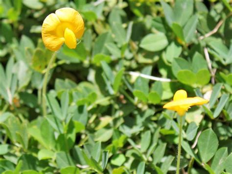 Arachis Repens Alchetron The Free Social Encyclopedia
