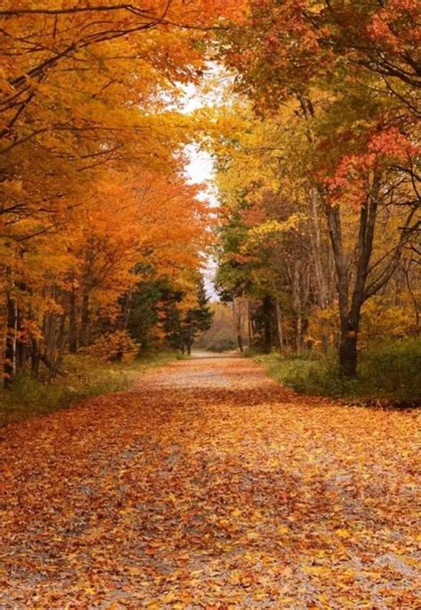Fall On Tug Hill Ny Trees In Fall Autumn Fall