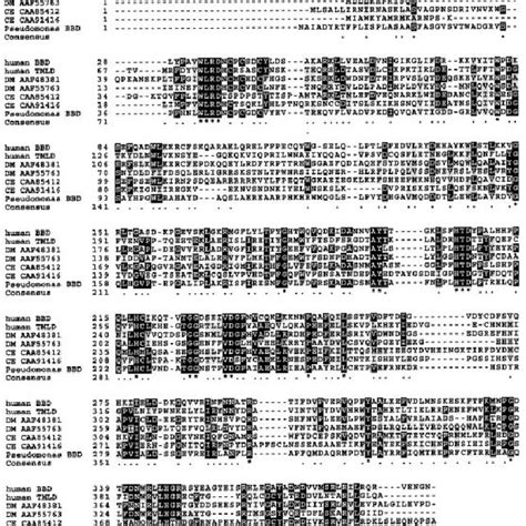 The Carnitine Biosynthesis Pathway Download Scientific Diagram
