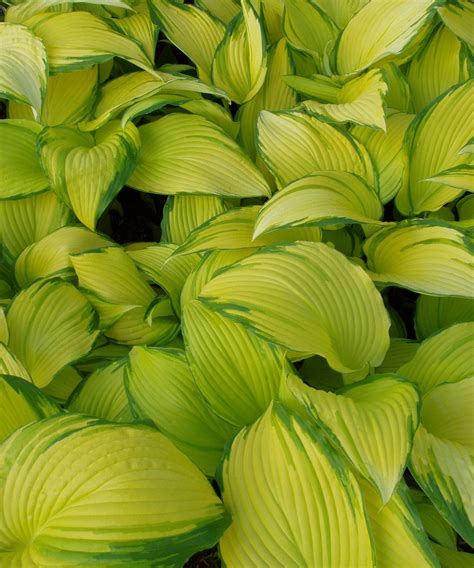 What Spray Kills Hostas At Sharon Sutherland Blog