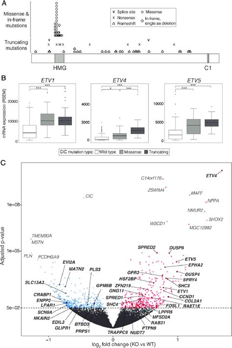 Transcriptome Profiling Identifies Known And Novel Candidate Targets Of
