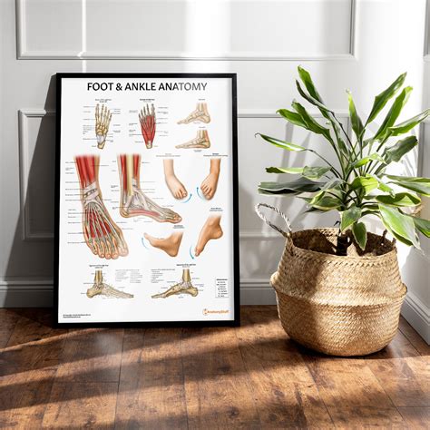 Foot And Ankle Joint Anatomy Chart Framed Medical Poster Anatomystuff