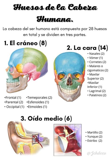 Hueso De La Cabeza Humana Cráneo Cara Y Oido Medio Radiologia