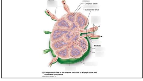 Lymph Node Structure Diagram Quizlet