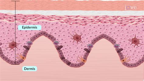 Layers Of The Epidermis Concept Anatomy And Physiology Jove