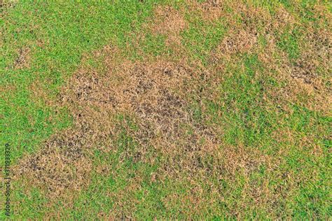 Poster The Texture Of Dead Grass Top View Wallpaper Nature Background