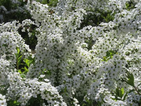 ユキヤナギ雪柳雪のように真っ白な花姿 モルミンの庭