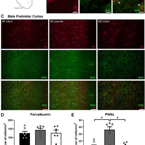 A A Representative Diagram Of The Prelimbic Cortex B Download