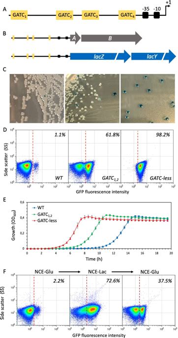 用于细菌中双稳态基因表达的便携式表观遗传开关。scientific Reports X Mol