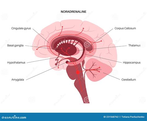 Norepinephrine Hormone Pathway Stock Vector Illustration Of Gland