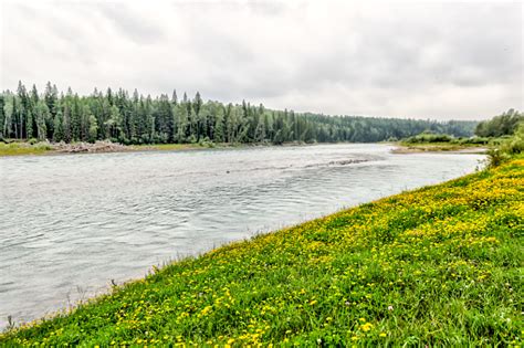 로키 마운틴 하우스 앨버타의 사우스 서스캐처원 강을 따라 나무와 통로 0명에 대한 스톡 사진 및 기타 이미지 0명 갈색 강 Istock