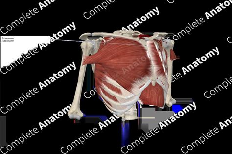 Sternum Complete Anatomy