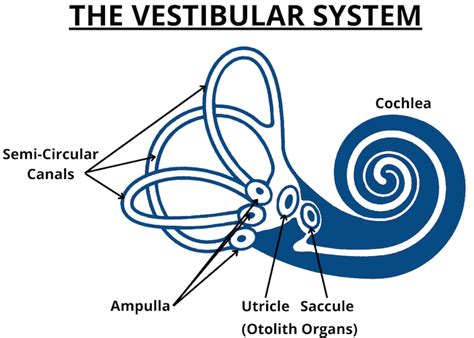 Exercises For Dizziness Vertigo And Motion Sensitivity Vestibular