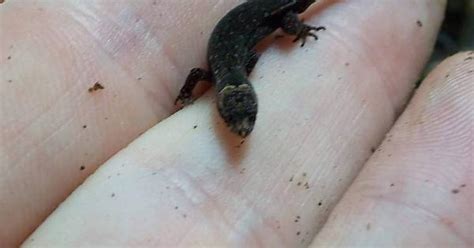 This Is An Adult Amazon Pygmy Gecko One Of The Smallest Lizards In The
